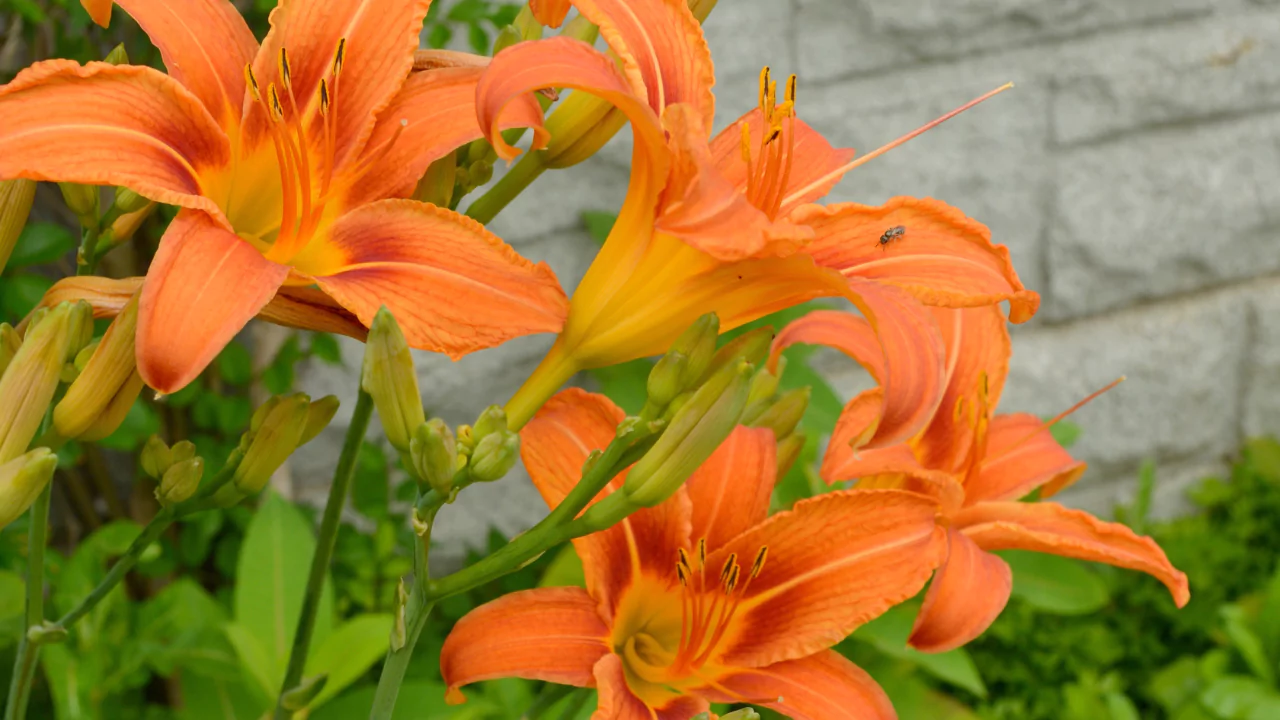 10 Types Of Orange Lilies